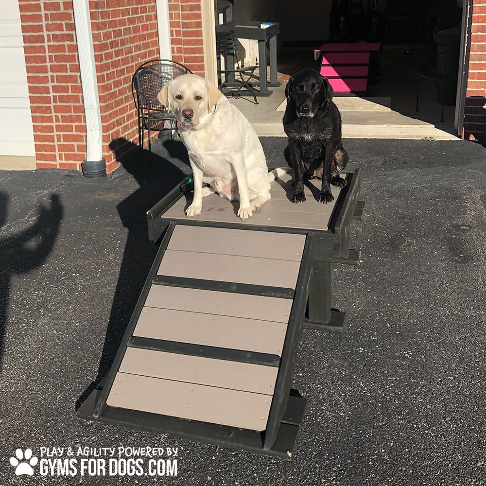 Transform Dog Training with Our Versatile Incline Platform