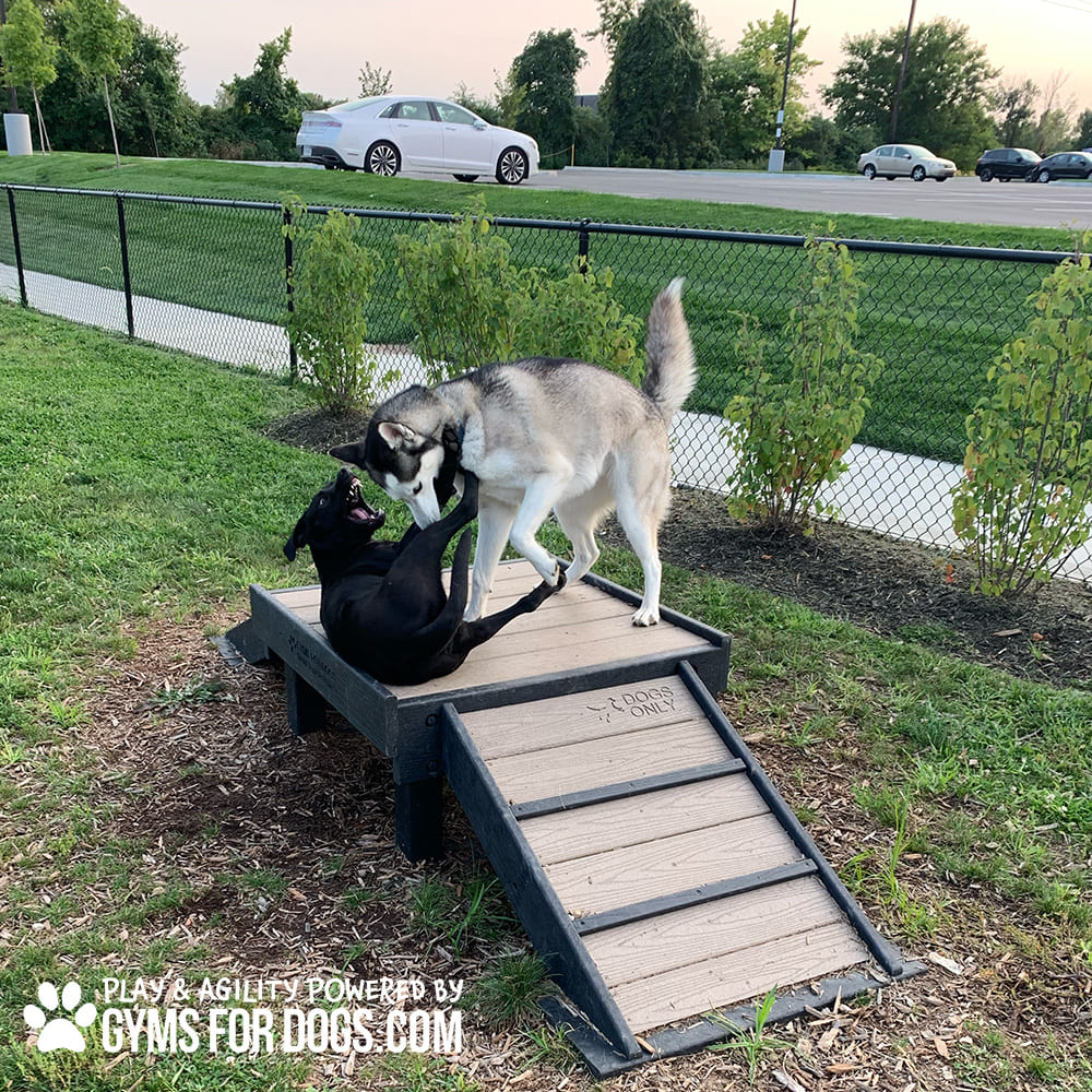 Transform Dog Training with Our Versatile Incline Platform
