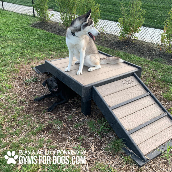 Transform Dog Training with Our Versatile Incline Platform