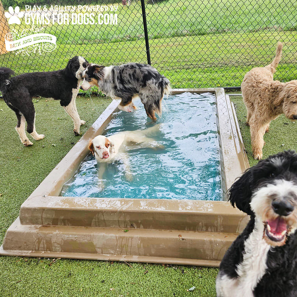 Enjoy Summertime Fun: Durable, Easy-Drain Dog Splash Pool