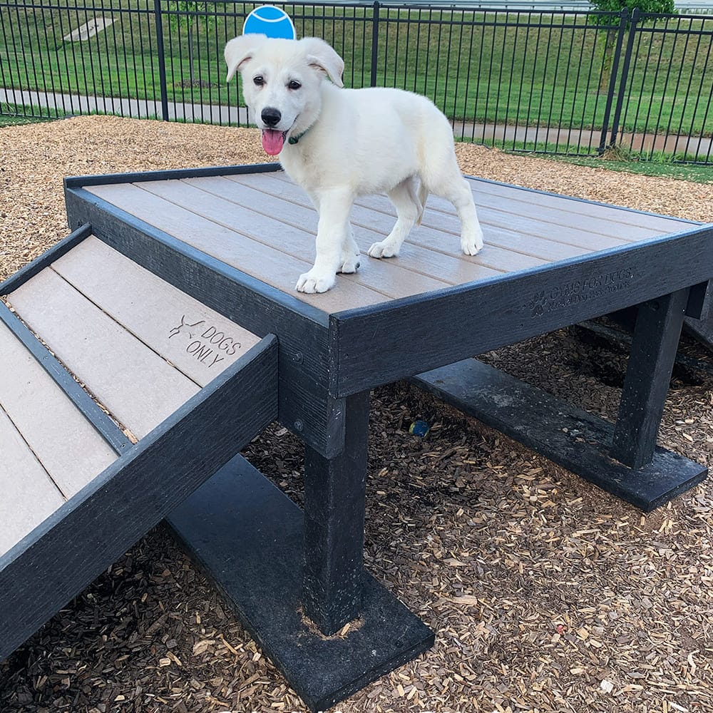 Transform Dog Training with the Gyms For Dogs Bridge Climb