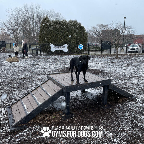 Transform Dog Training with the Gyms For Dogs Bridge Climb
