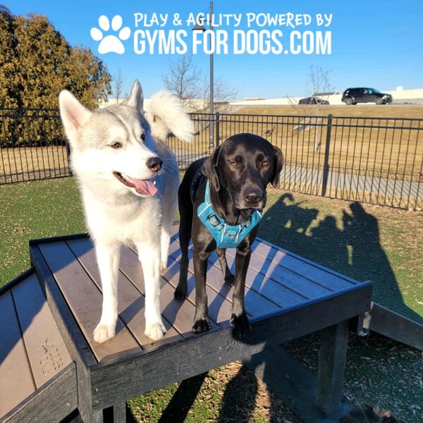 Transform Dog Training with the Gyms For Dogs Bridge Climb