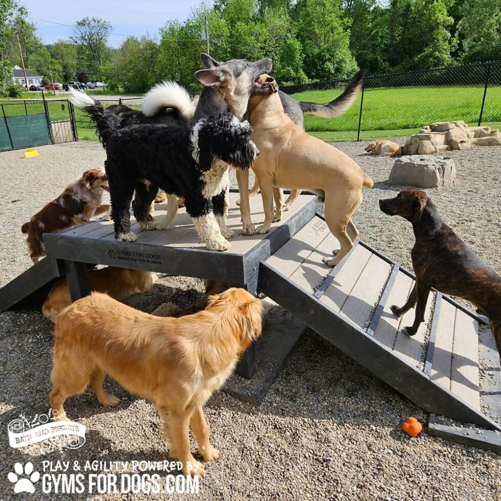 Gyms For Dogs: Dog Park Equipment | Dog Agility Equipment