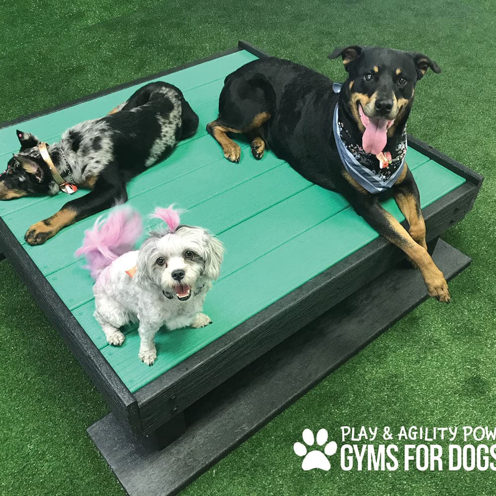 Dog Agility Equipment | Playgrounds For Dogs | Training Platform (L/X)