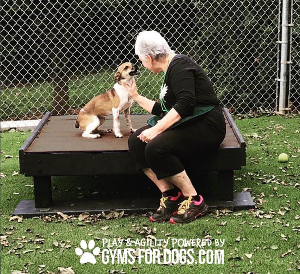 Upgrade Your Dog Park: Recycled Plastic Training Platform