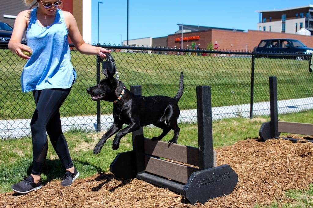 Dog Playground Equipment | Dog Park Products | Gyms For Dogs