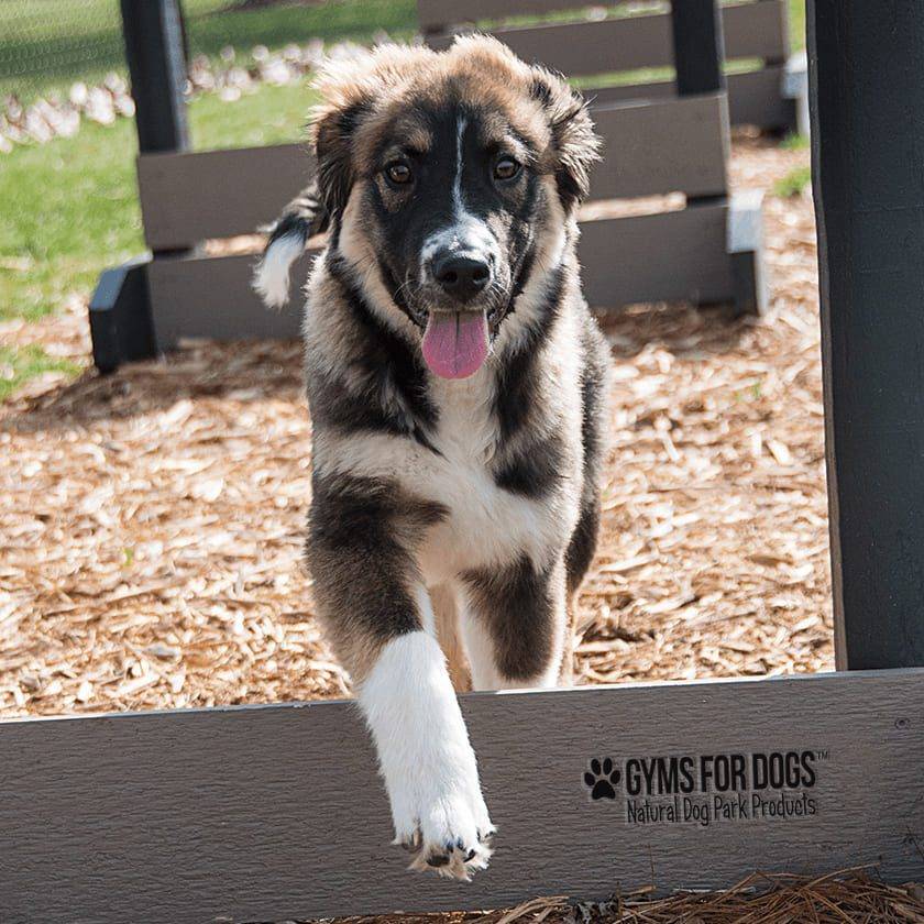 Gyms For Dogs: Dog Park Equipment | Dog Agility Equipment