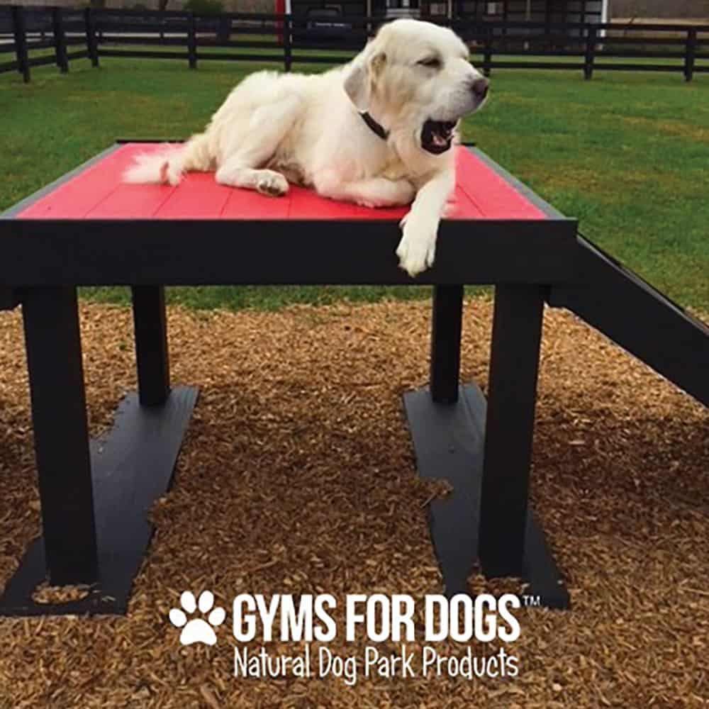 Boost Your Dog's Fitness: Multi-Functional Incline Platform
