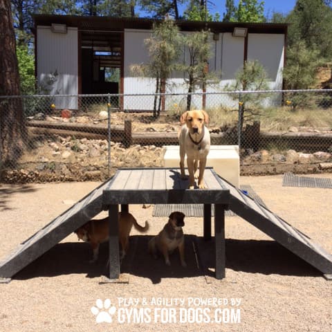 Boost Your Dog's Fitness: Multi-Functional Incline Platform