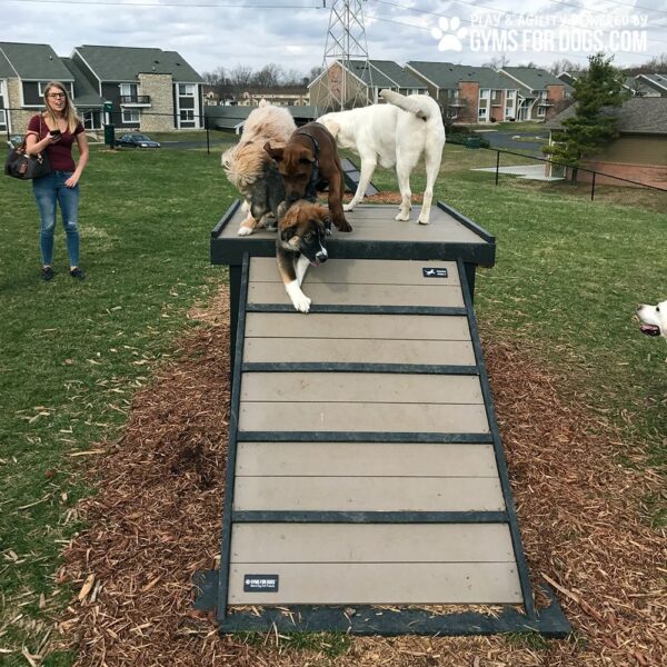 Boost Your Dog's Fitness: Multi-Functional Incline Platform