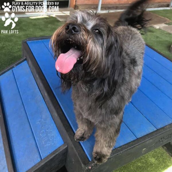 Boost Your Dog's Fitness: Multi-Functional Incline Platform