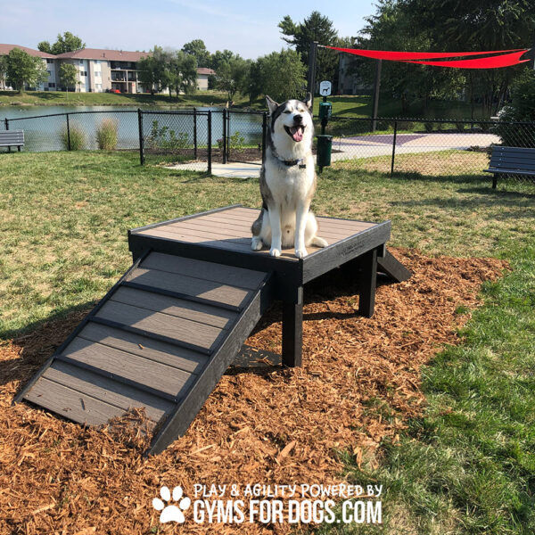 Boost Your Dog's Fitness with Agility Incline Platforms