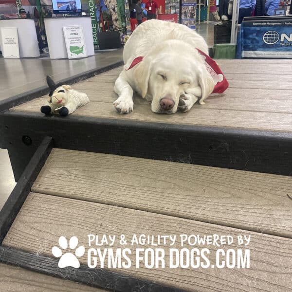 Boost Your Dog's Fitness with Agility Incline Platforms