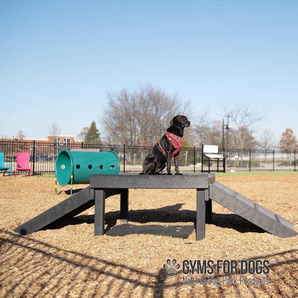 Boost Your Dog's Fitness with Agility Incline Platforms