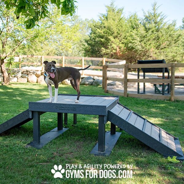 Boost Your Dog's Fitness with Agility Incline Platforms