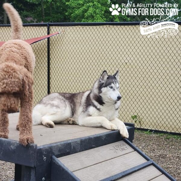 Boost Your Dog's Fitness with Agility Incline Platforms