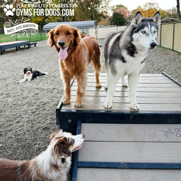 Boost Your Dog's Fitness with Agility Incline Platforms
