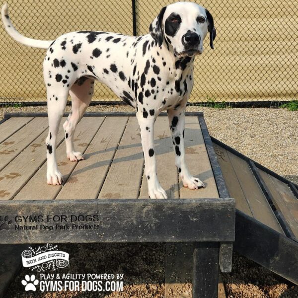Boost Your Dog's Fitness with Agility Incline Platforms
