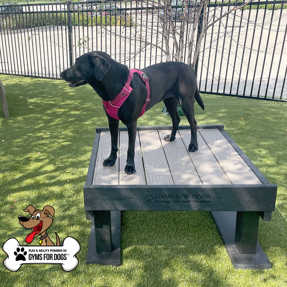 Dog Agility Equipment | Playgrounds For Dogs | Training Platform (S/M)