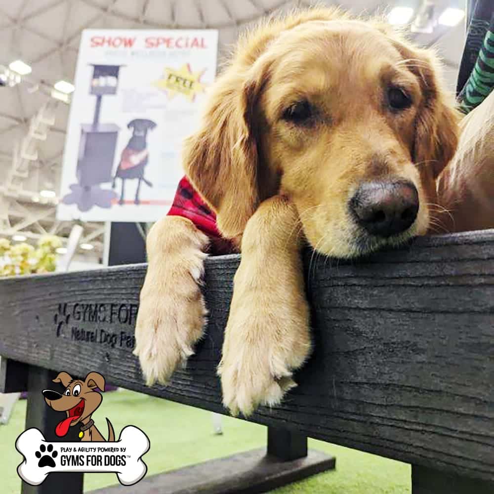 Upgrade Your Dog Training: The Eco-Friendly Durable Platform