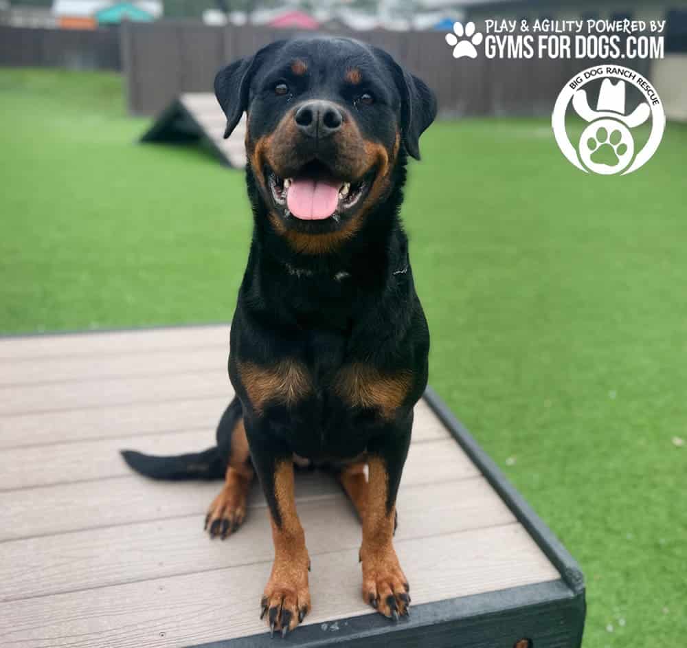 Upgrade Your Dog Training: The Eco-Friendly Durable Platform