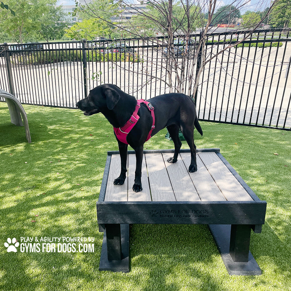 Dog Agility Equipment | Playgrounds For Dogs | Training Platform (S/M)