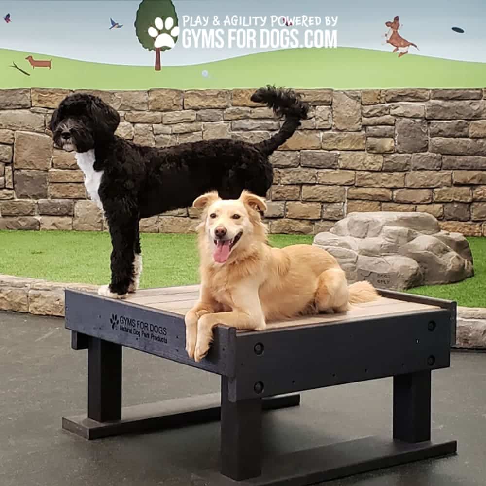 Dog Agility Equipment | Playgrounds For Dogs | Training Platform (S/M)
