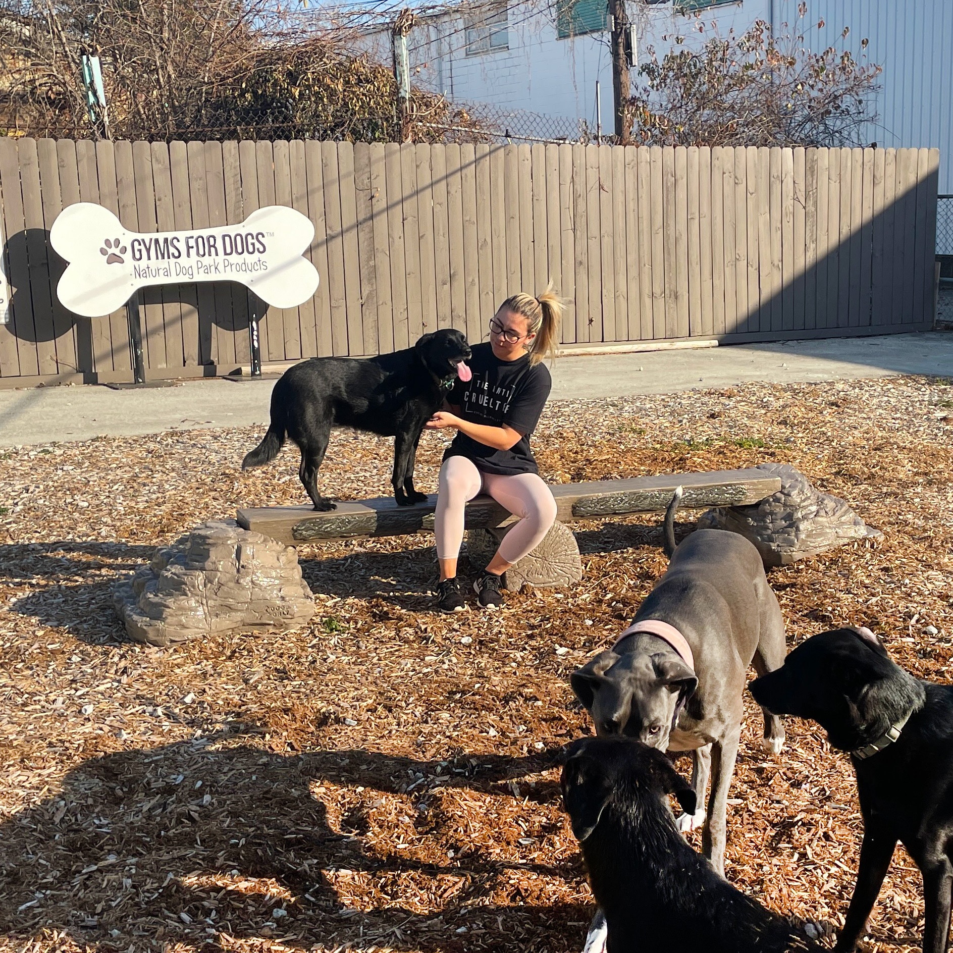 Dog Playground Equipment | Dog Park Products | Gyms For Dogs