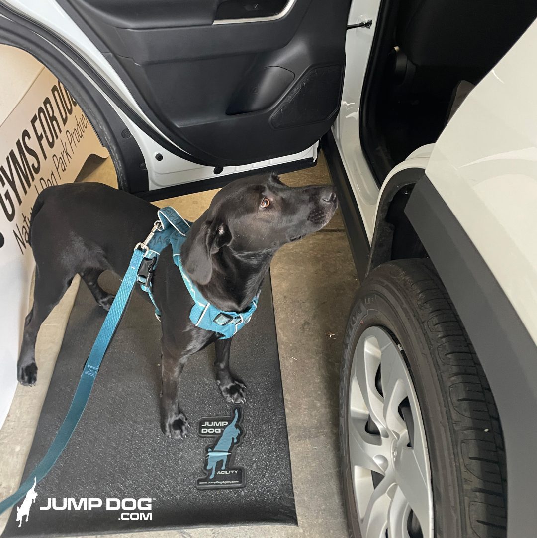 Dog Playground Equipment | Dog Park Products | Gyms For Dogs