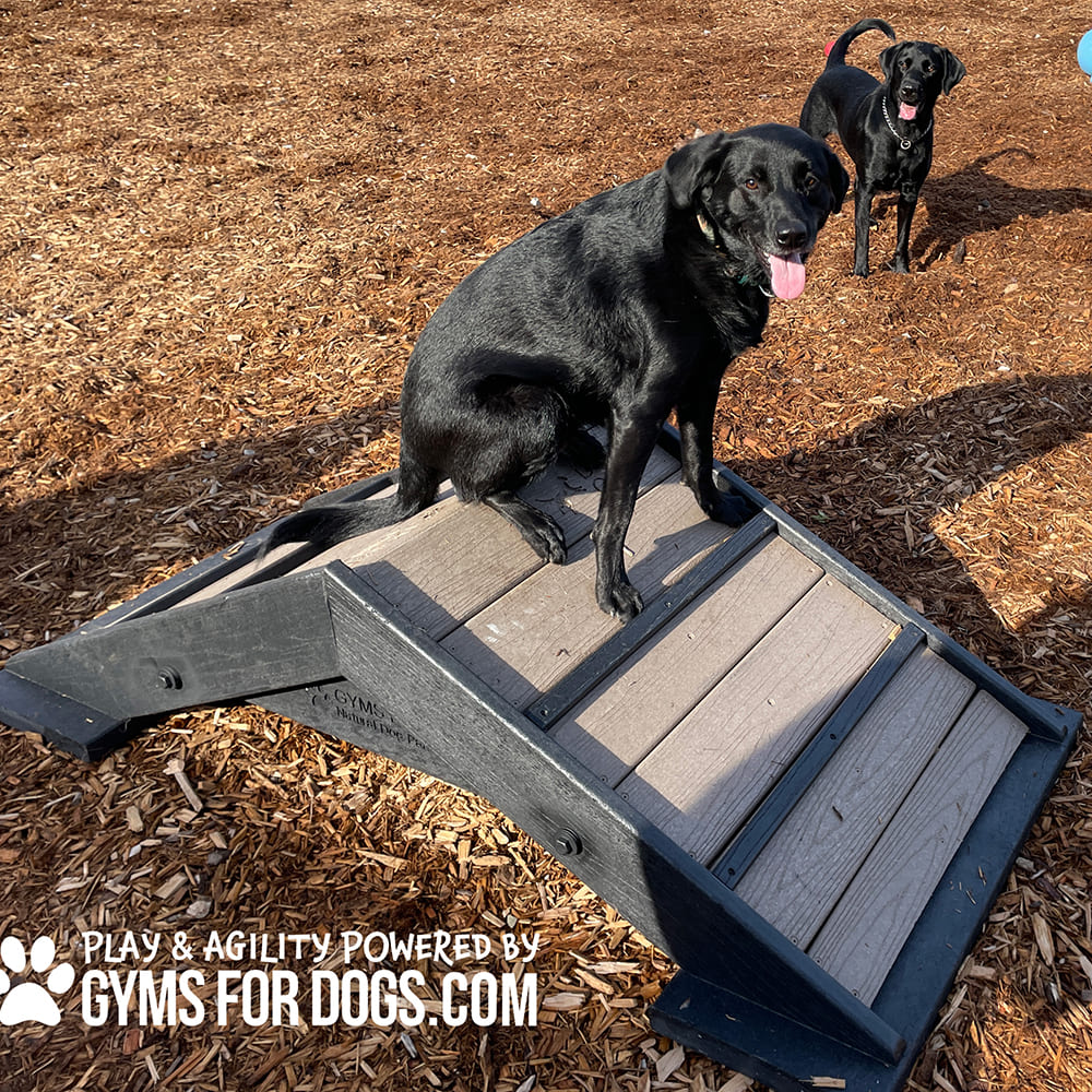 Dog Park Equipment | Dog Play Equipment | Mini Hill Climb (S/M)