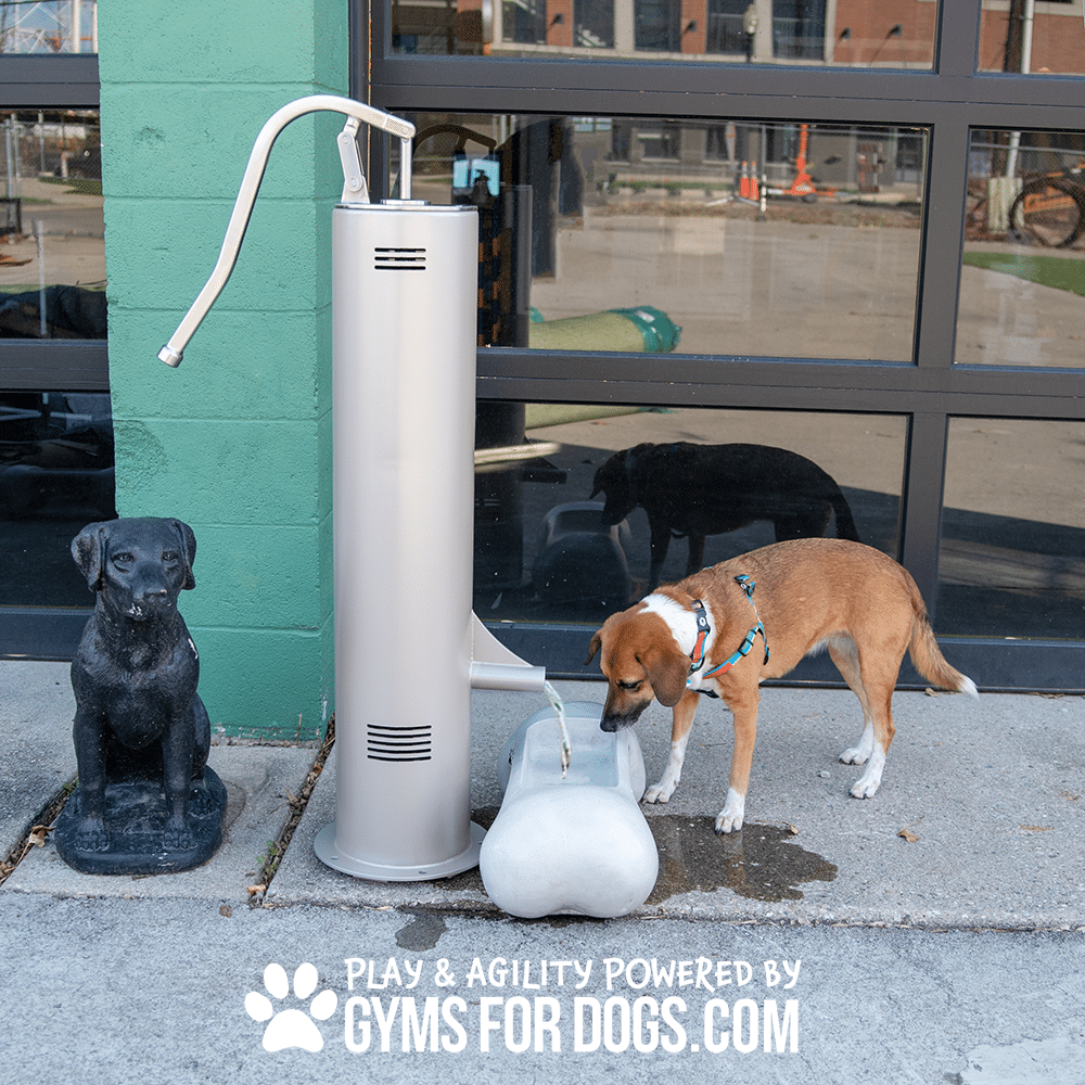 Control Your Dog’s Drink: The Easy Flow Dog Water Fountain