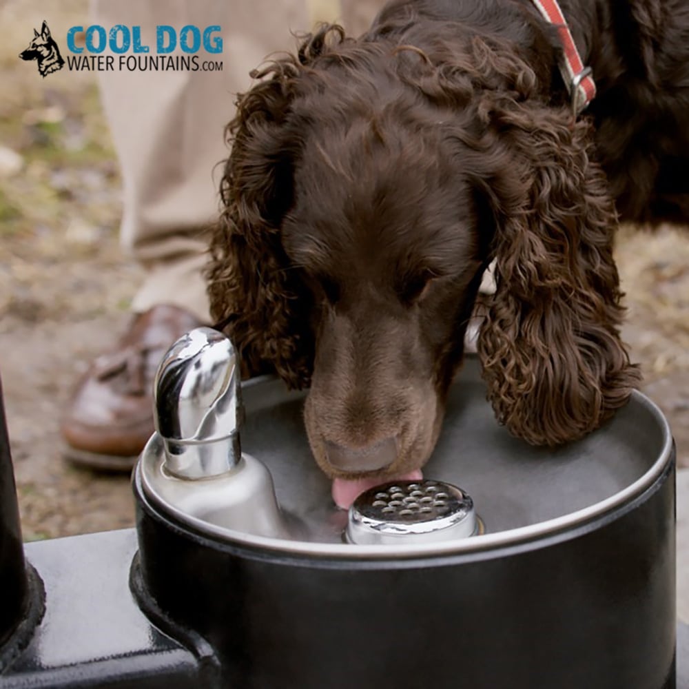 COOL DOG Water Fountain w Bottle Filler, Dog Basin & Adult Basin, ADA ...