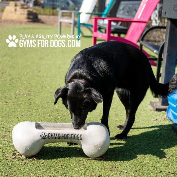 Gyms For Dogs: Dog Park Equipment | Dog Agility Equipment