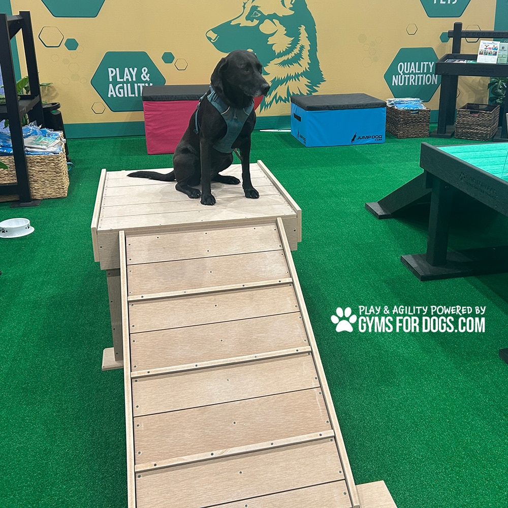 Create a Fun, Safe Dog Play Area with Boogie’s Bridge