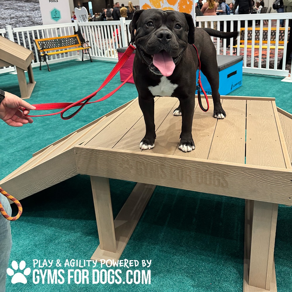 Create a Fun, Safe Dog Play Area with Boogie’s Bridge