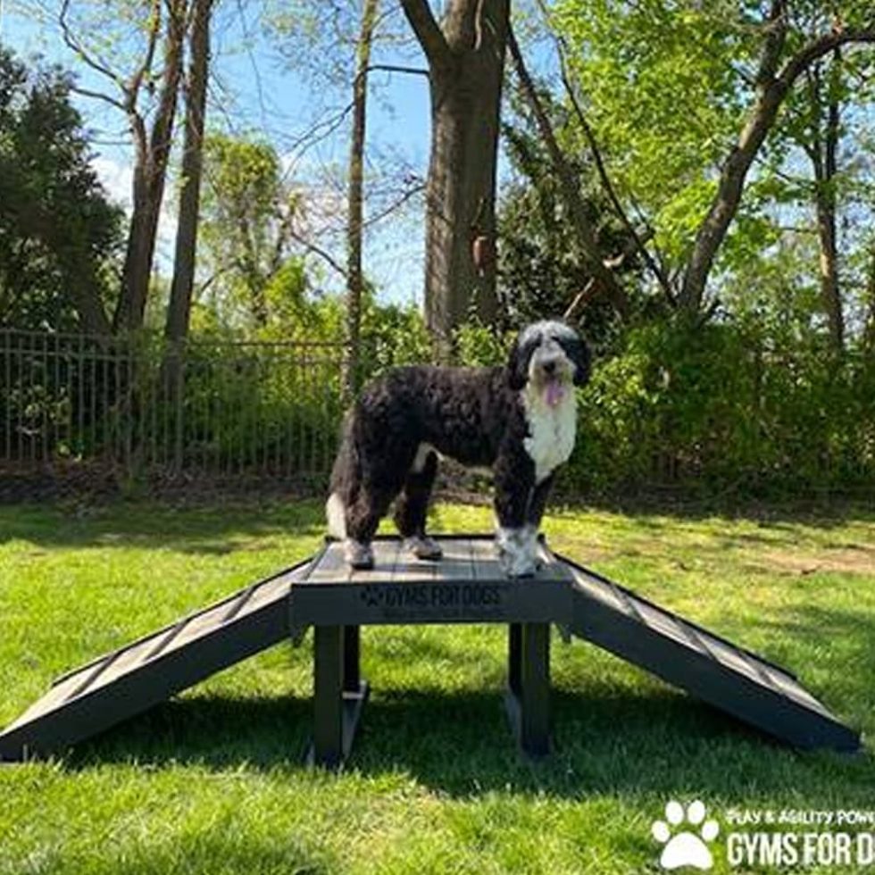 Dog Park Equipment & Agility Products | Gyms For Dogs