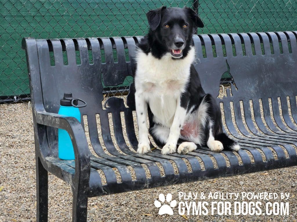 Three Dog Bench | Thermoplastic Coated Steel
