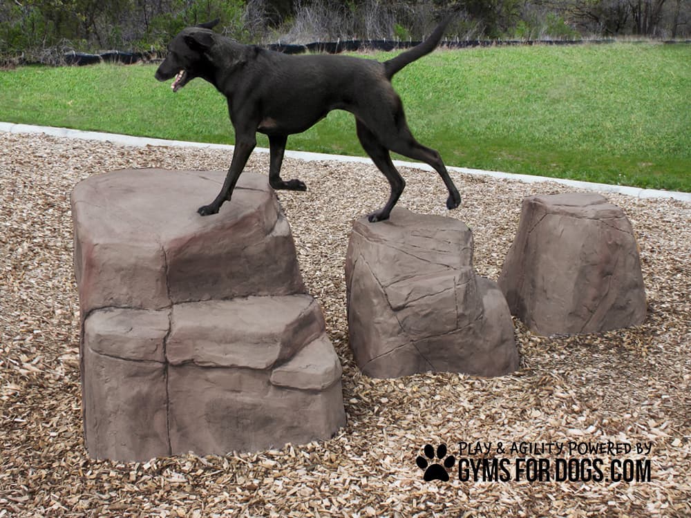 Transform Dog Training with the Gyms For Dogs Bridge Climb