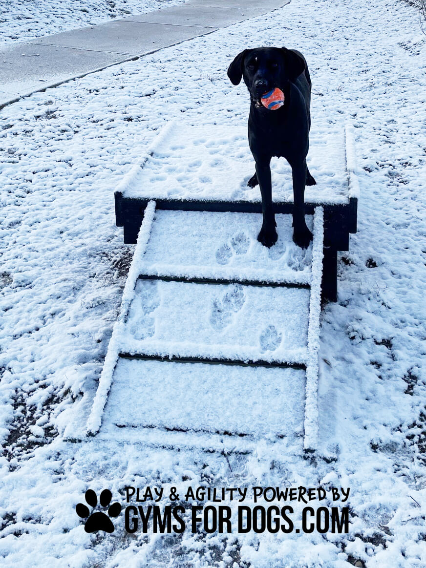 Dog Park Equipment | Bridge Climb (S/M) – 28 Incline Playful