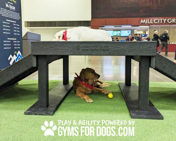 Dog Park Equipment |Bridge Climb (L/X) – 30 Incline Sport, 29”