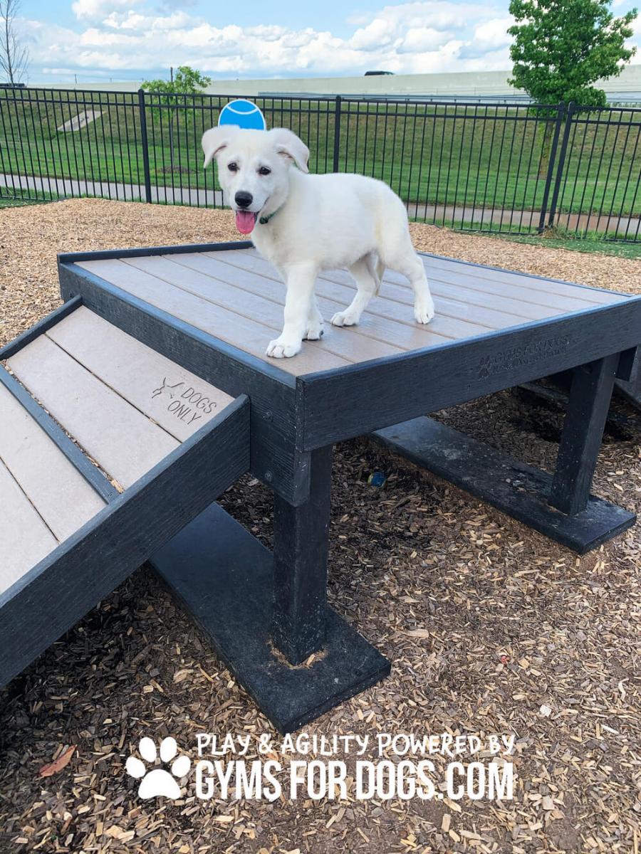 Dog Park Equipment |Bridge Climb (L/X) – 30 Incline Sport, 29”