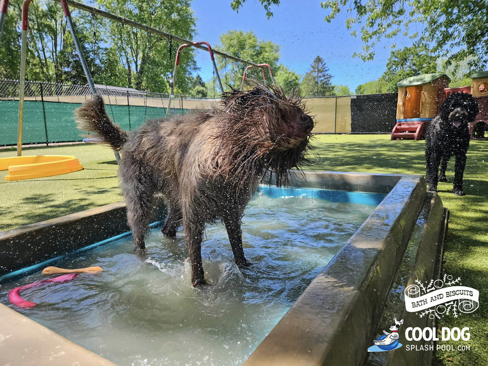Dog Park Equipment |Cool Dog Splash Pool