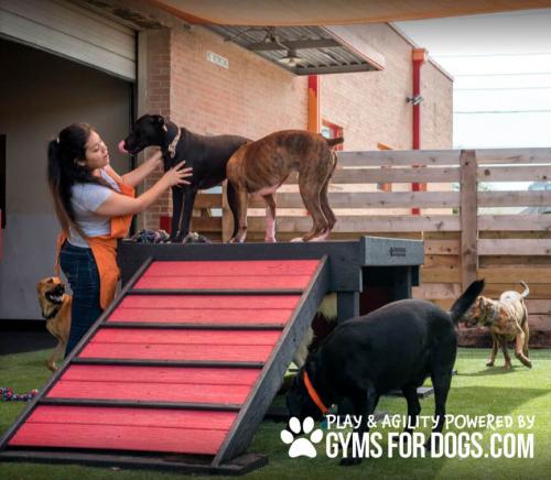 Dog Playground | Bridge Climb (XXL) Pro 34" H Training Incline